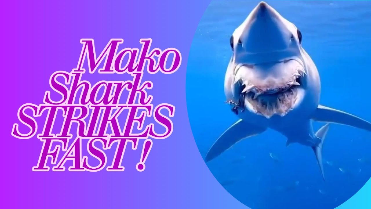 MAKO SHARK STRIKES FAST ! - YouTube