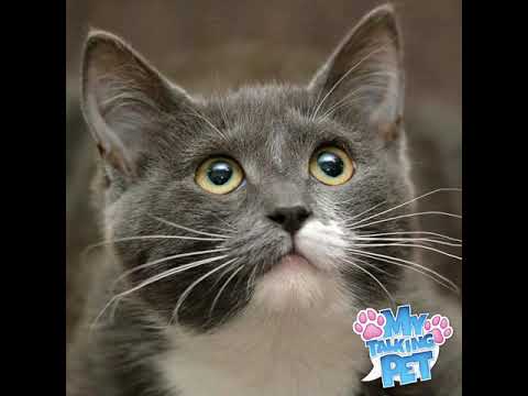 Talking mimsie the cat - YouTube