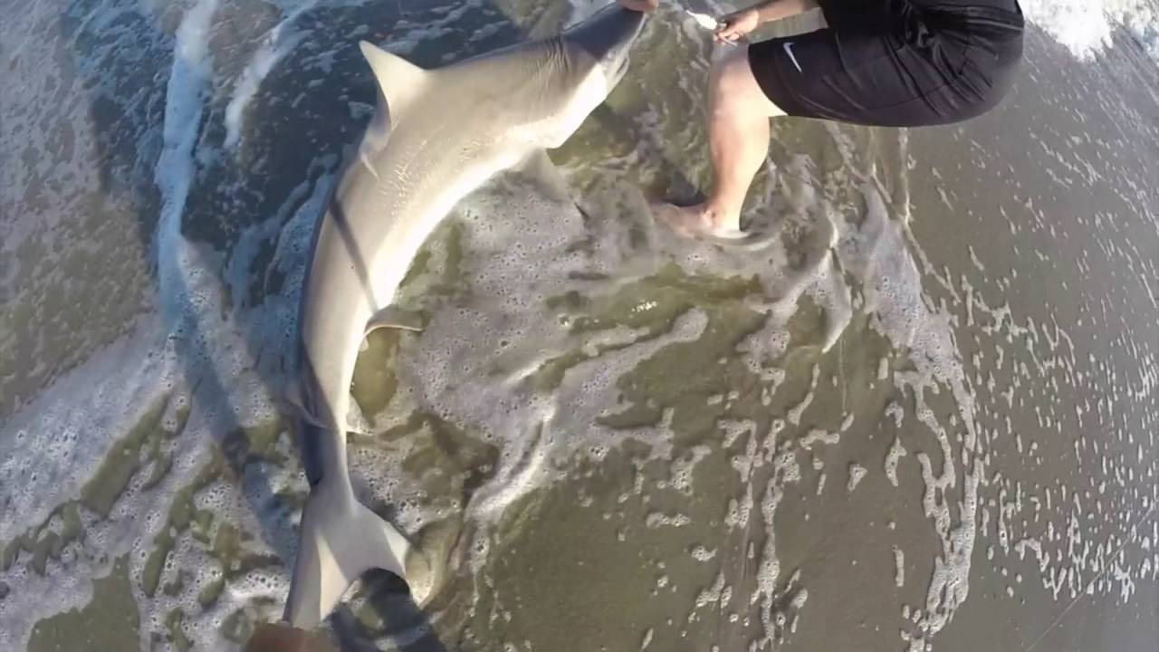 Shark Fishing The Beach - YouTube