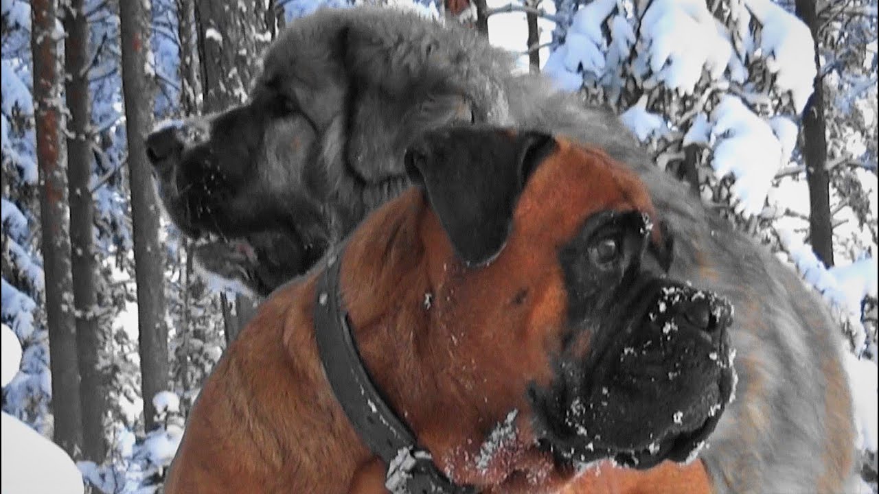 Pyrenean Mastiff mix & Boxer mix in Wintry Deer Hunt - YouTube
