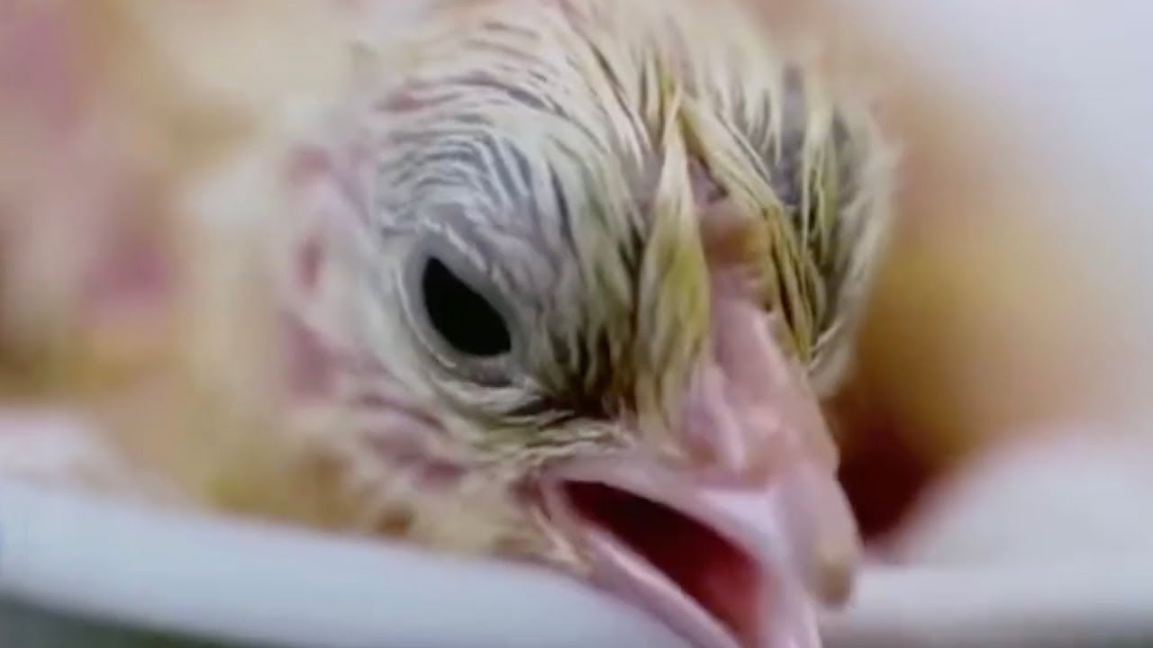 Chinese scientists hatch first chick outside shell - YouTube