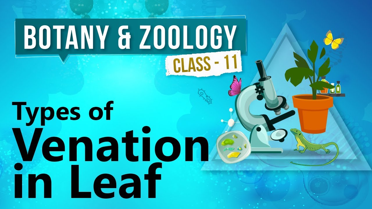Types Of Venation In Leaf Morphology Of Flowering Plants Biology Types Of Venation In Leaf Morphology Of Flowering Plants Biology