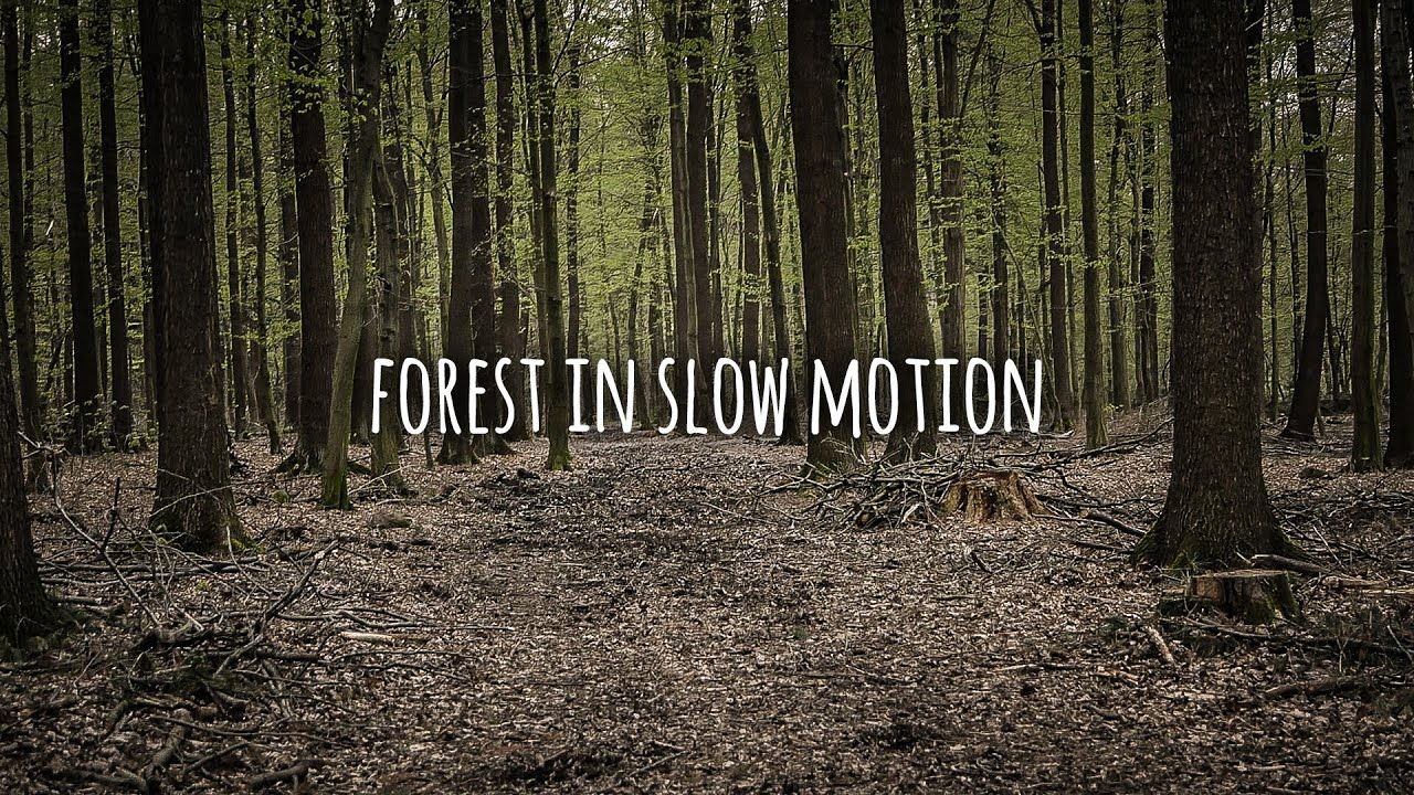 forest in slow motion - YouTube