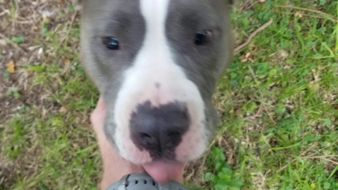 House full of dogs this weekend - YouTube