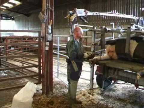 Cattle foot trimming - YouTube