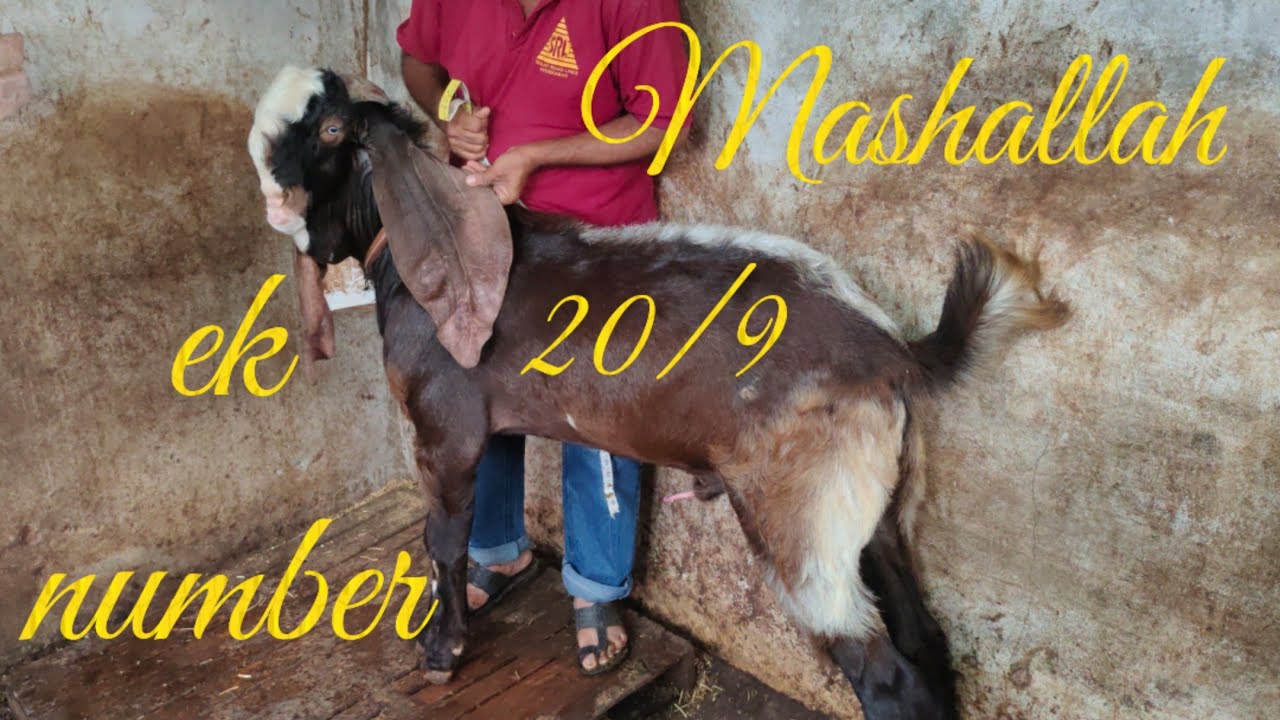 pure quality hyderabadi breeder bakra | 3 bachche wali bakri ...