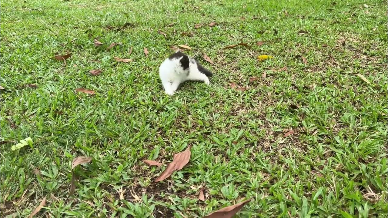 Spatial Cat Kitten in the Field #realitycattv #realitycatcut #cat # ...