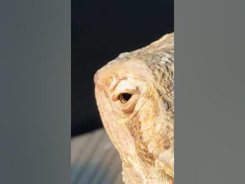 Bombastic side eye 😒 #beardeddragon #lizard #reptile #shorts - YouTube