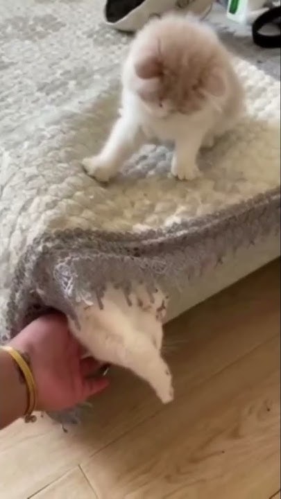 Funny Cats Try Not To Laugh They Are Just Awesome 😊😊😊😺😺😺😺😺😸😾😸😸😹😾😾😾😾 Youtube