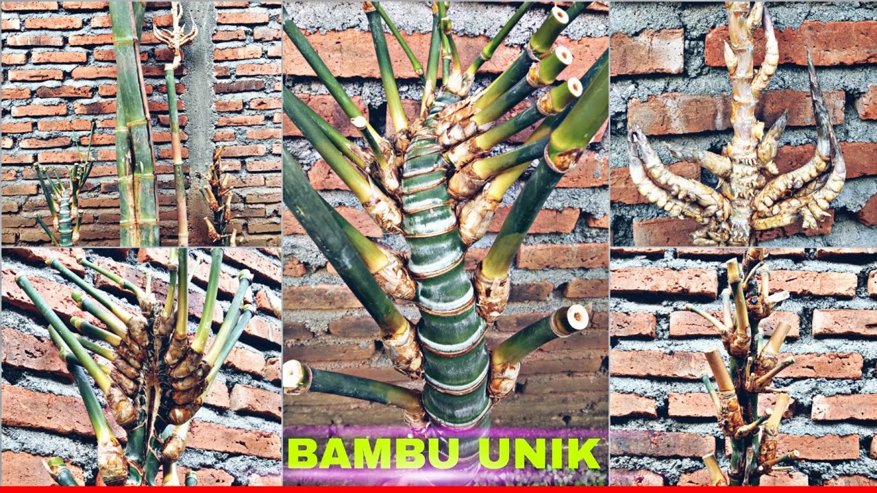 Bambu unik dampit jalu trisula dan songgo buono - YouTube