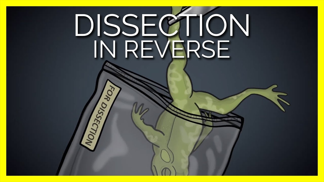 Where Do Animals Used For Dissection Come From YouTube Where Do Animals Used For Dissection Come From YouTube
