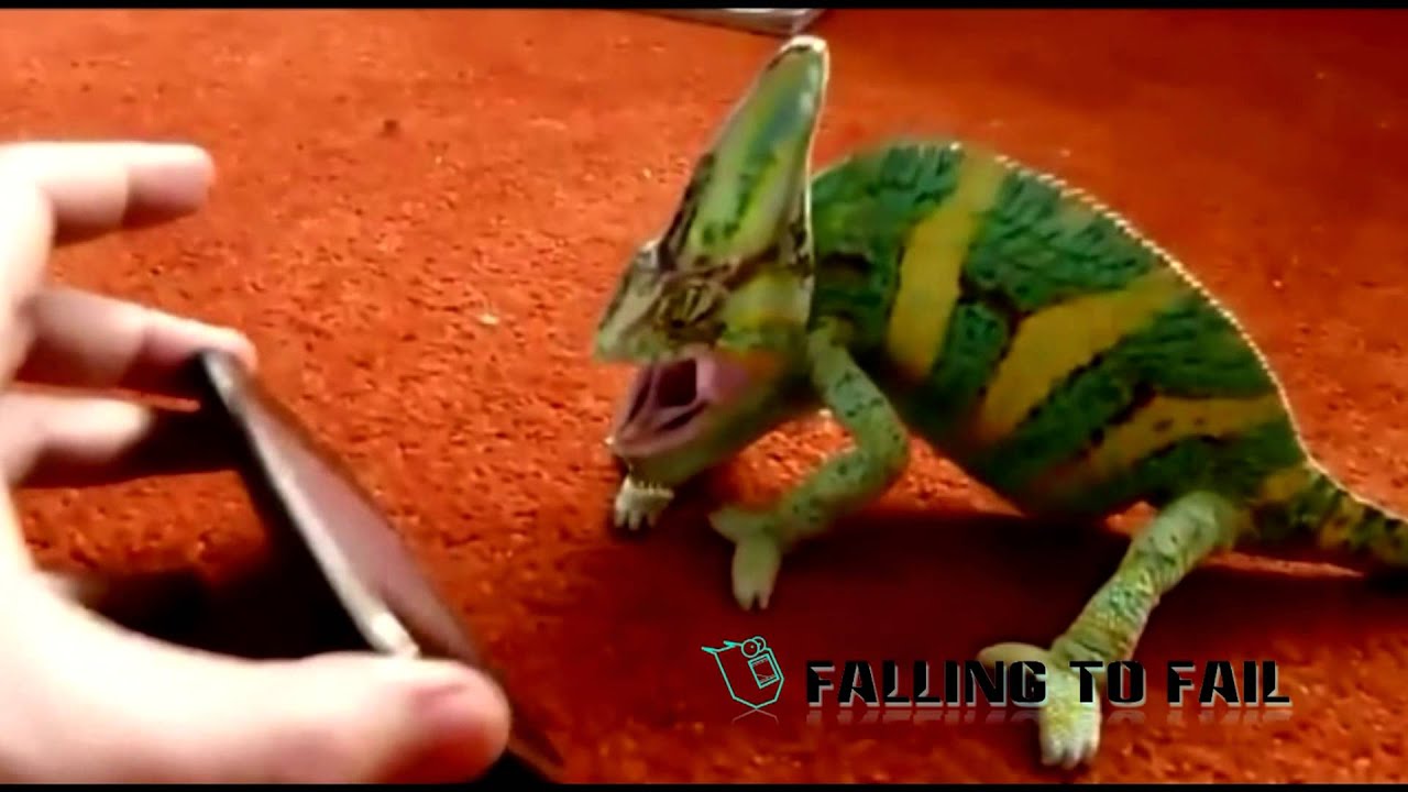 Chameleon Scared by a Phone || F2F - YouTube