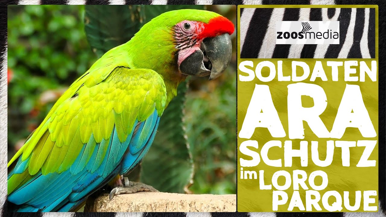 Loro More Exotic Birds