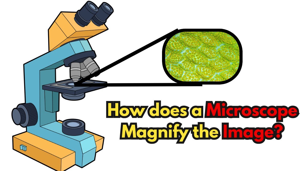 Microscopes Revealed: How does a microscope magnify the image? - YouTube
