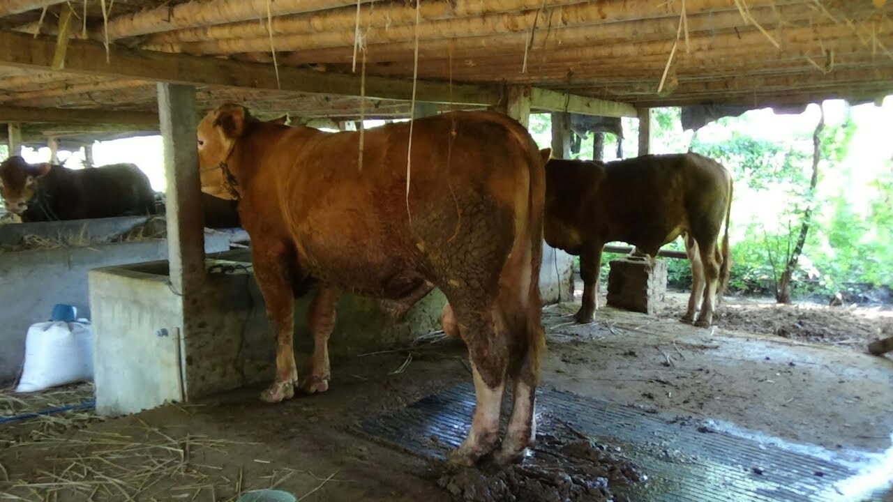 🔵 PETERNAK SAPI PALING KREATIF !! ATAS KANDANG AYAM BAWAH KANDANG SAPI ...