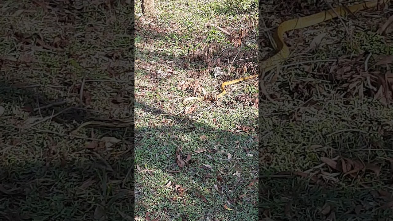 Snake captured on camera - YouTube