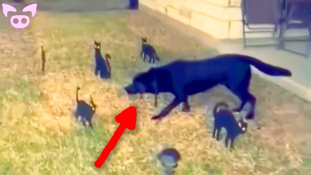 Real Strange and Scary Clips That Will Baffle You - YouTube