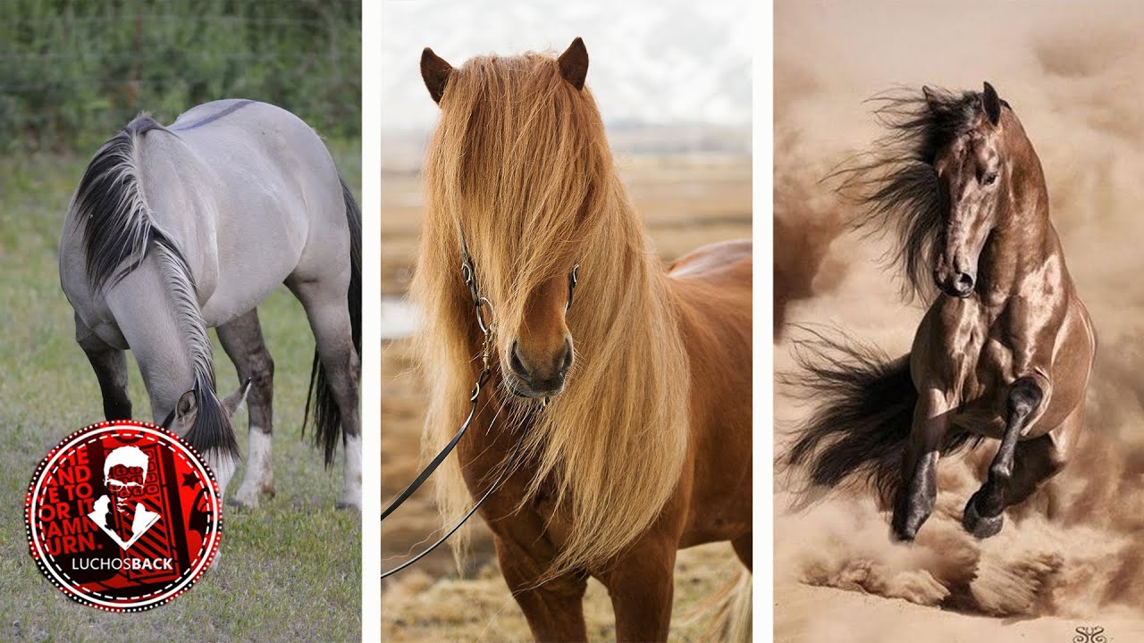 TOP 7 CABALLOS CON LOS COLORES MAS RAROS DEL MUNDO - YouTube