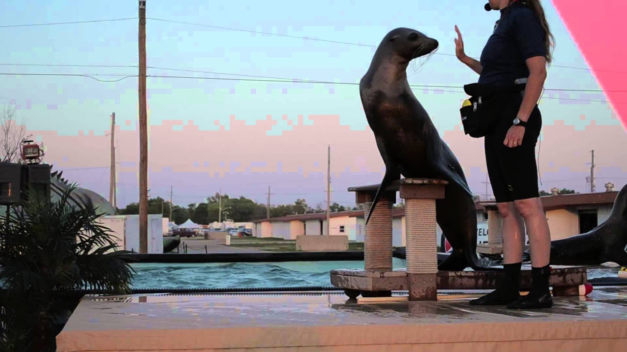 Nebraska State Fair: Animals - YouTube