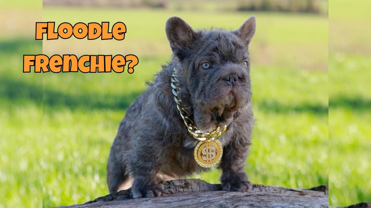 Floodle french bulldog - YouTube