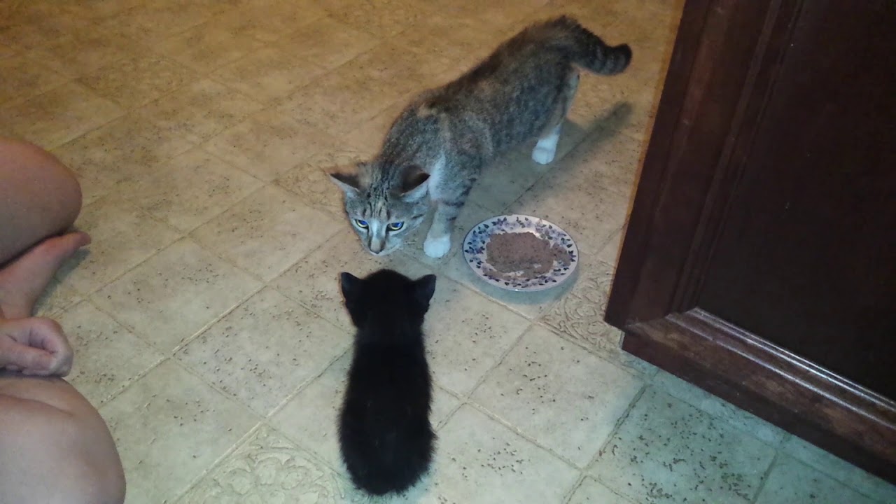 Jester with Angel - YouTube