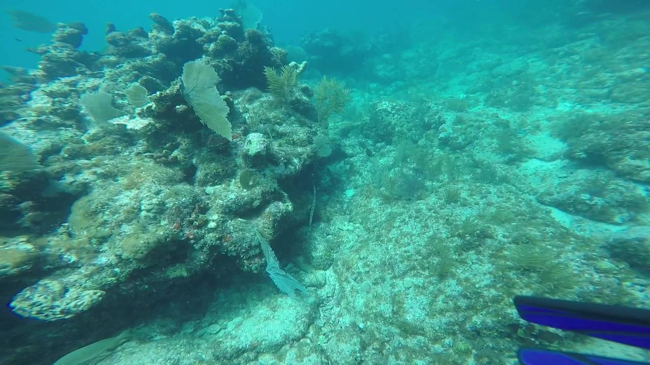 Trumpet Fish, French Reef Key Largo - YouTube