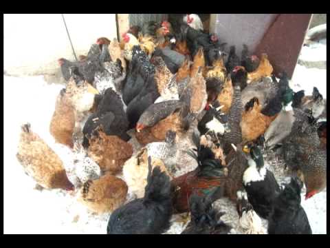 Ferma Kenzel - I like to move it