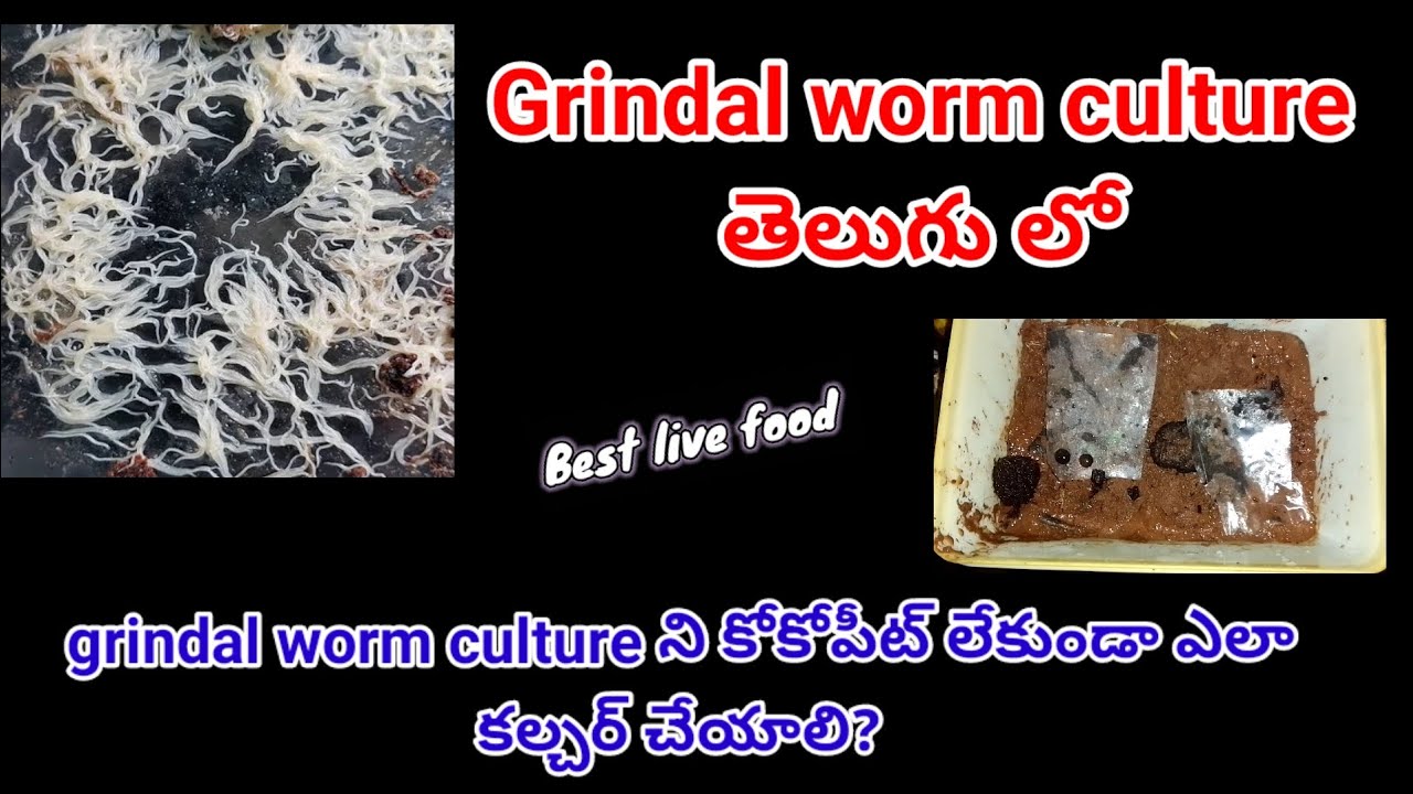 Grindal worm culture 🪱/ #livefood /grindal worm ని కోకోపీట్ లేకుండా ...