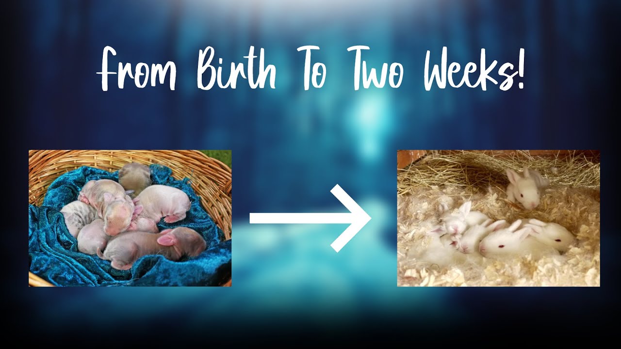 Rabbits: From Birth To Two Weeks! - YouTube