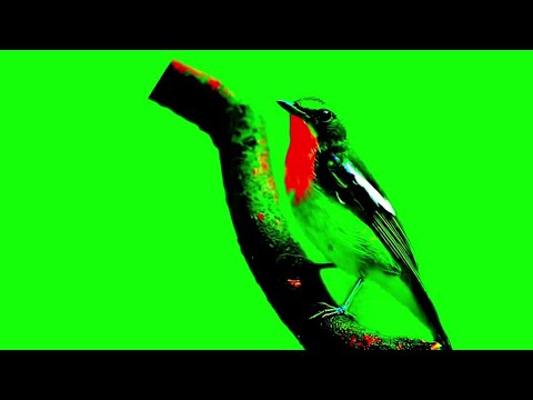 bird video|bird flying green screen video|no copyright|green screen ...