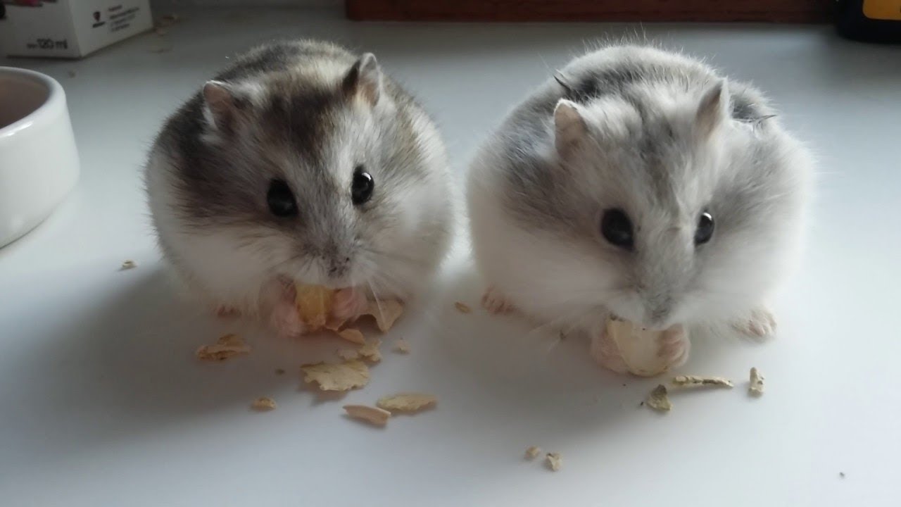 Smieszne Chomiczki - YouTube