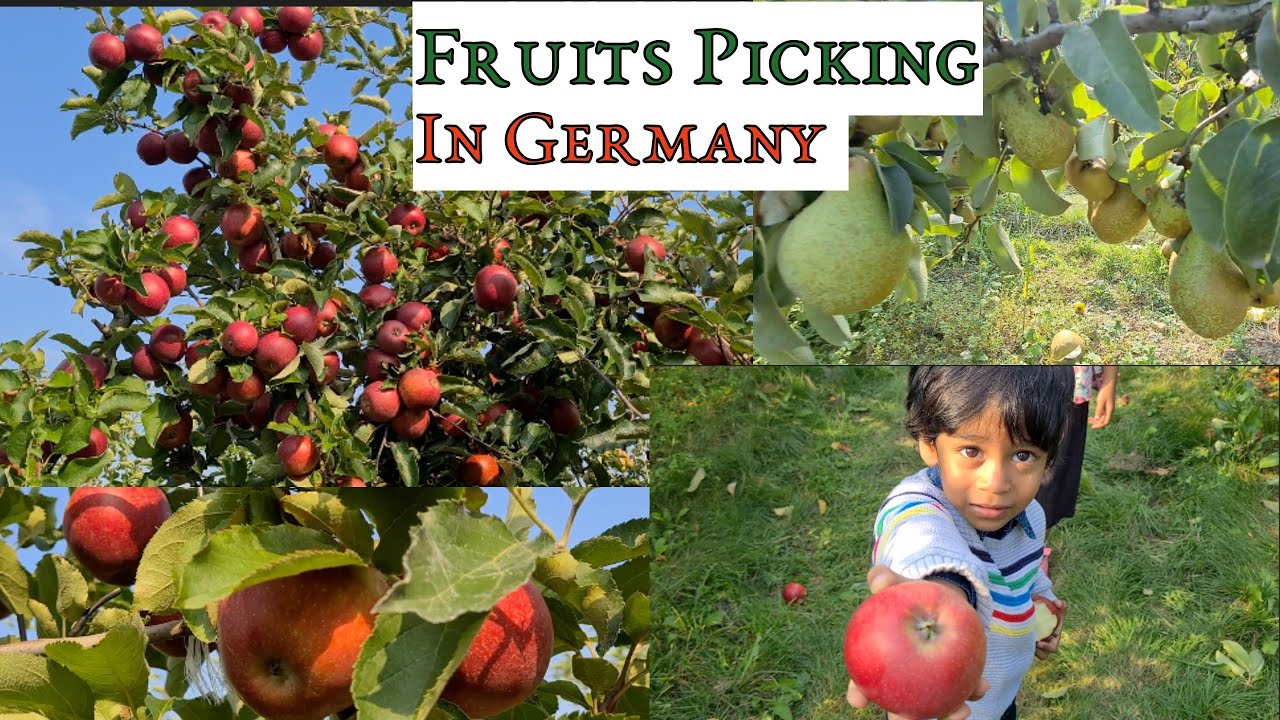 Fruits Picking near Berlin Germany | apple and Pears picking | fruits ...