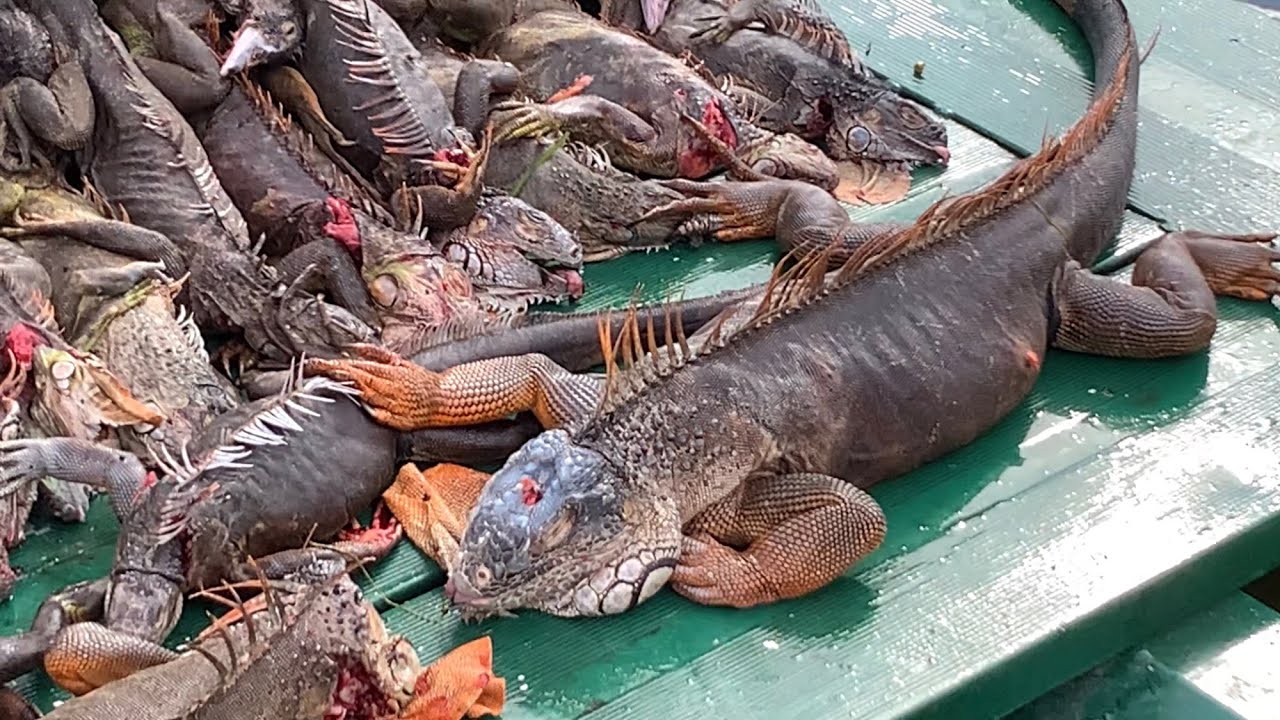 EPIC iguana Hunt at Night! Removing iguanas With Air Rifle & catching ...