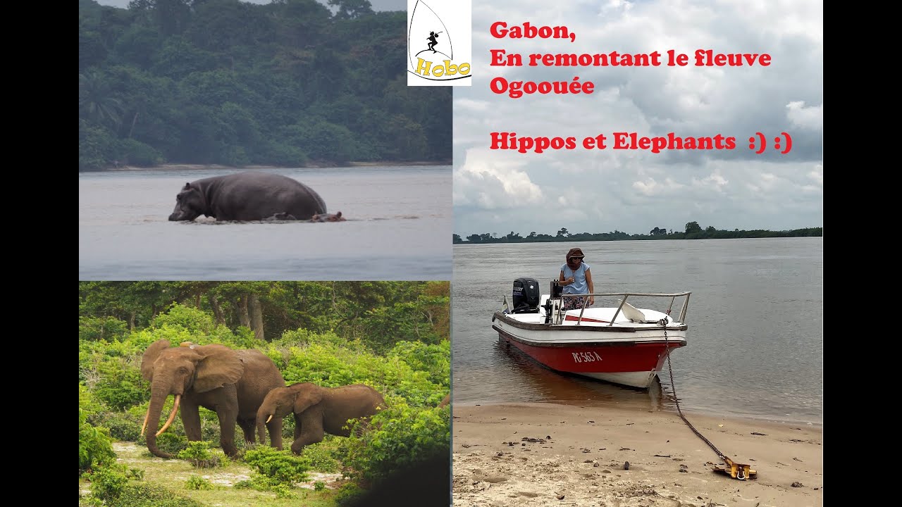 GABON - en pirogue entre fleuve et lacs - Hippopotames dans le fleuve ...