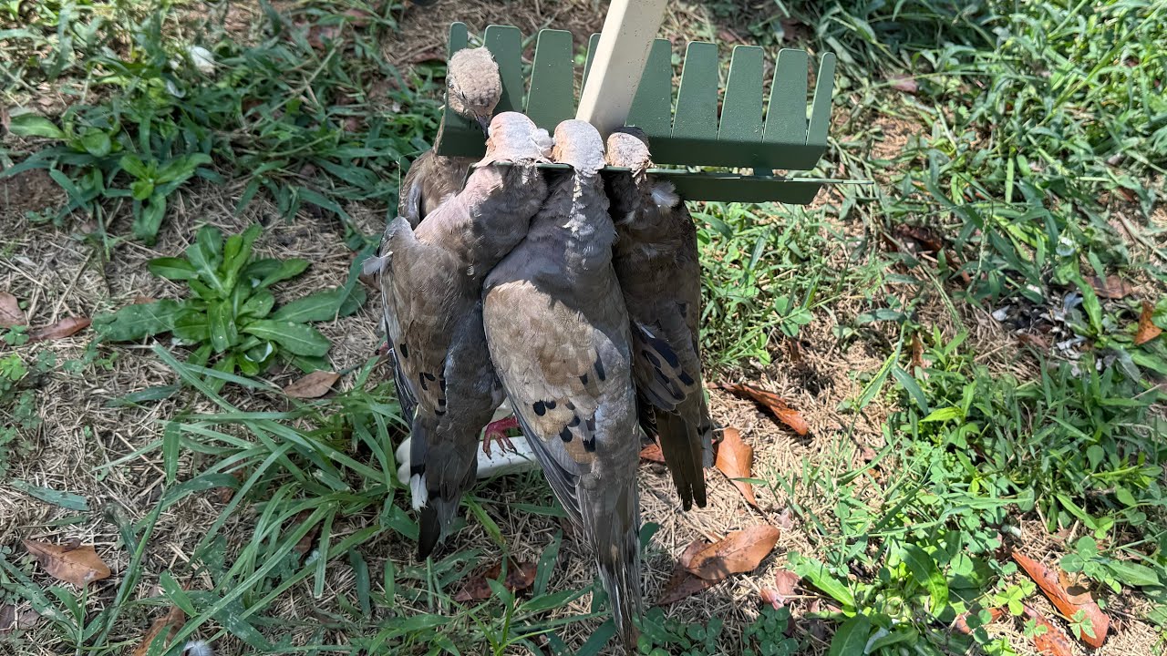 2024 South Carolina Dove Open!! - YouTube