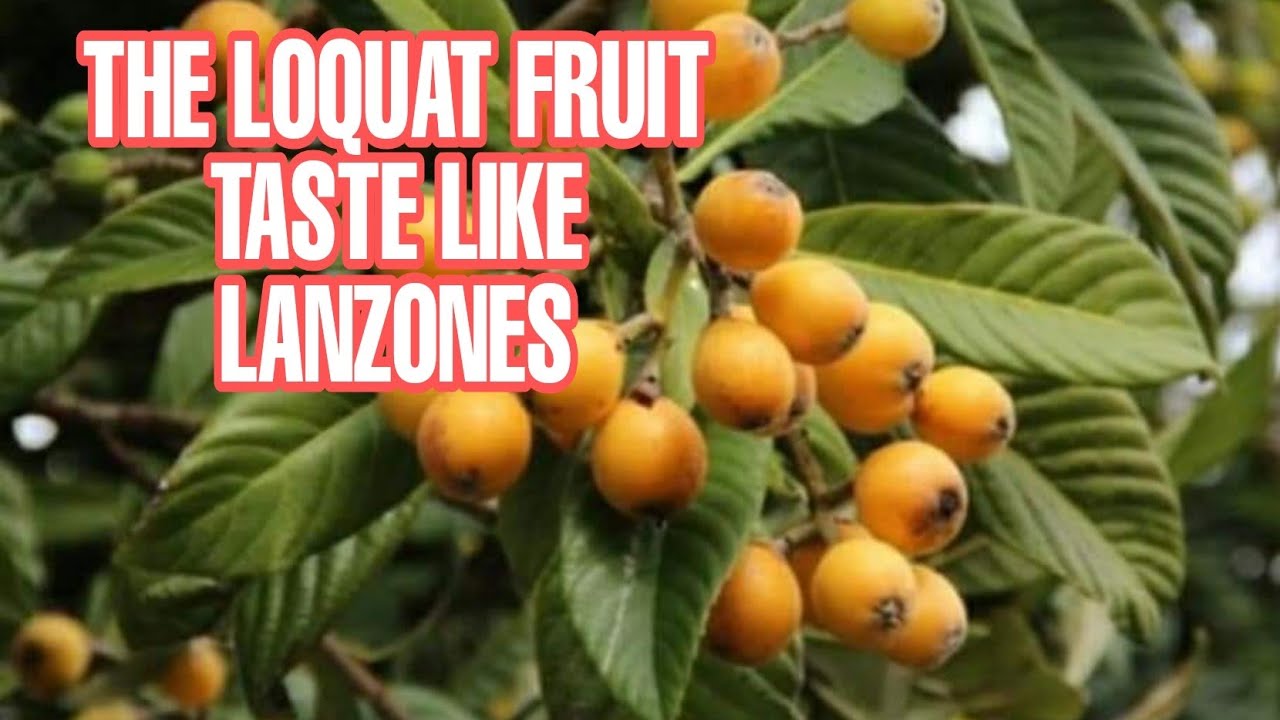 THE EXOTIC LOQUAT "MESPILA" | CYPRUS - YouTube