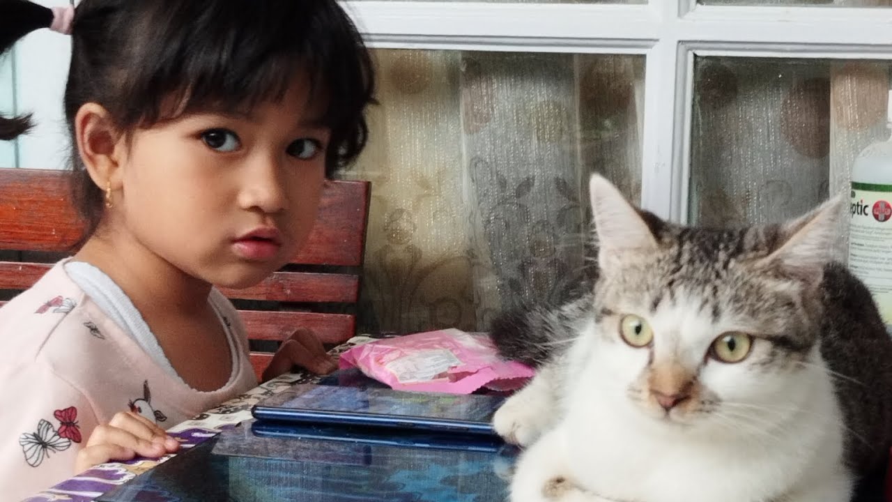 Hayha nge-Nebu Kucing - YouTube