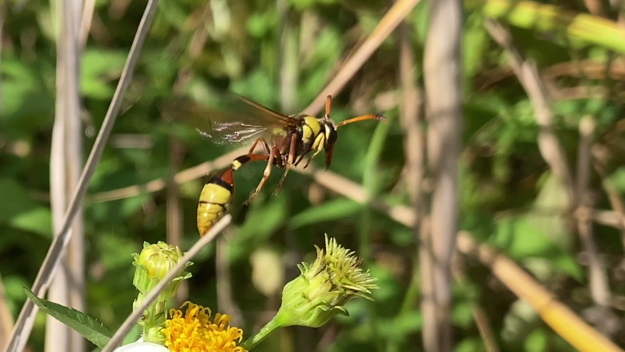 クロスジスズバチ琉球亜種 Delta esuriens okinawae 沖縄の昆虫 スズメバチ科 ドロバチ亜科 - YouTube