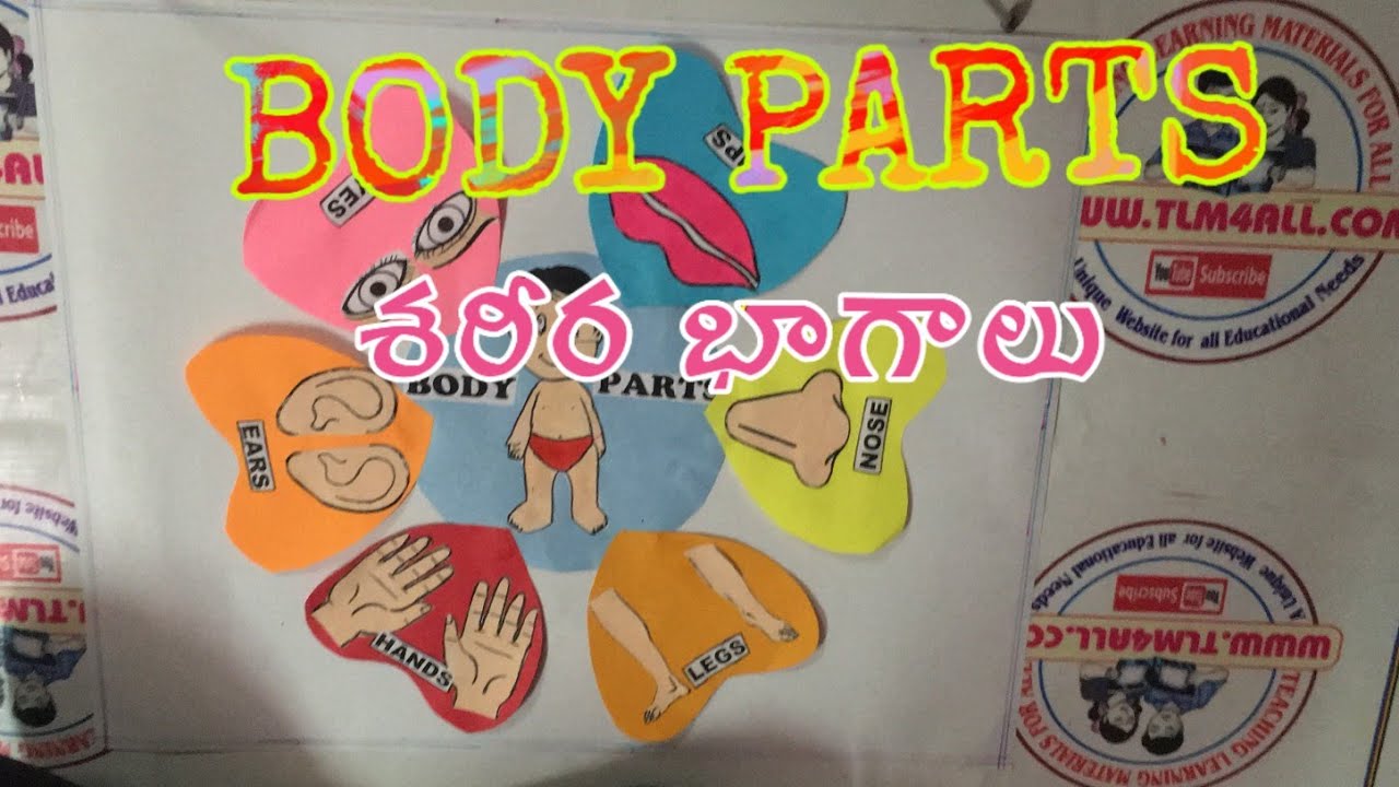 Body parts | Human body parts working models | Body parts tlm | tlm4all ...