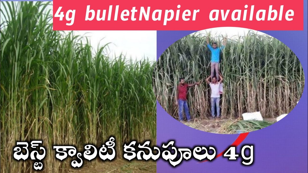 top quality 4g Bullet napiergrass 8184938564 - YouTube