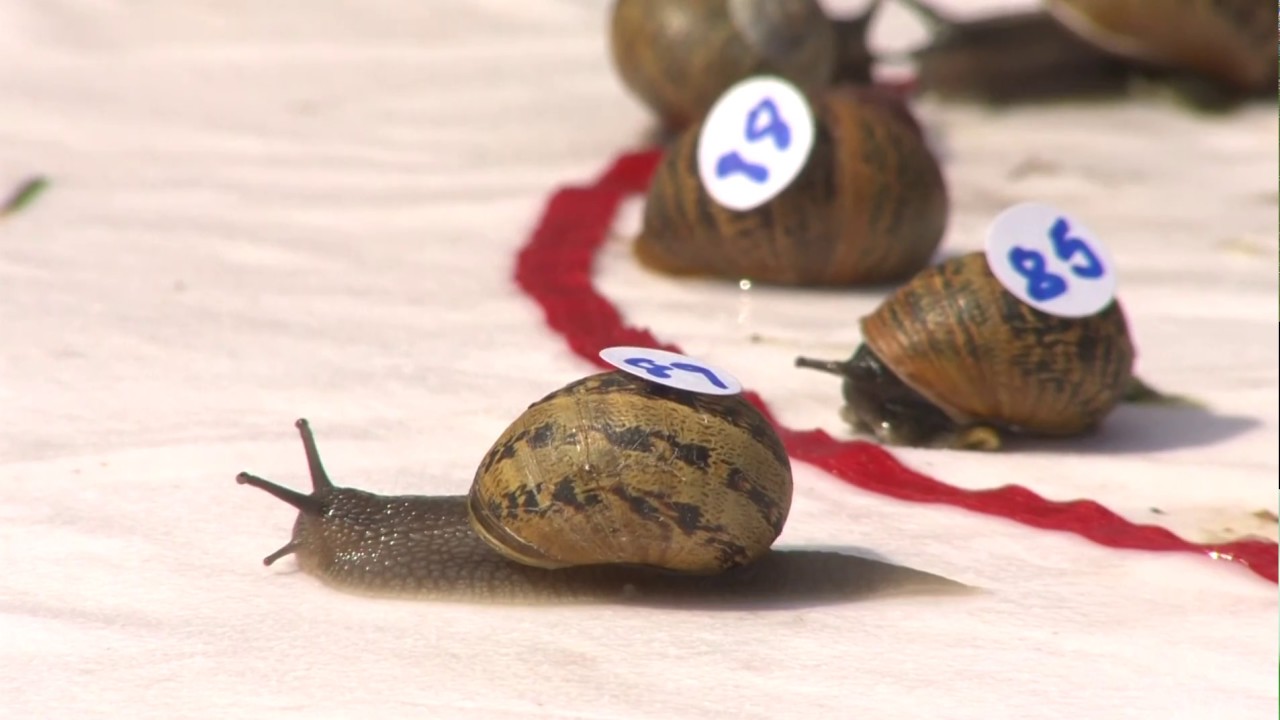 LOMBA BALAP SIPUT KEONG - YouTube