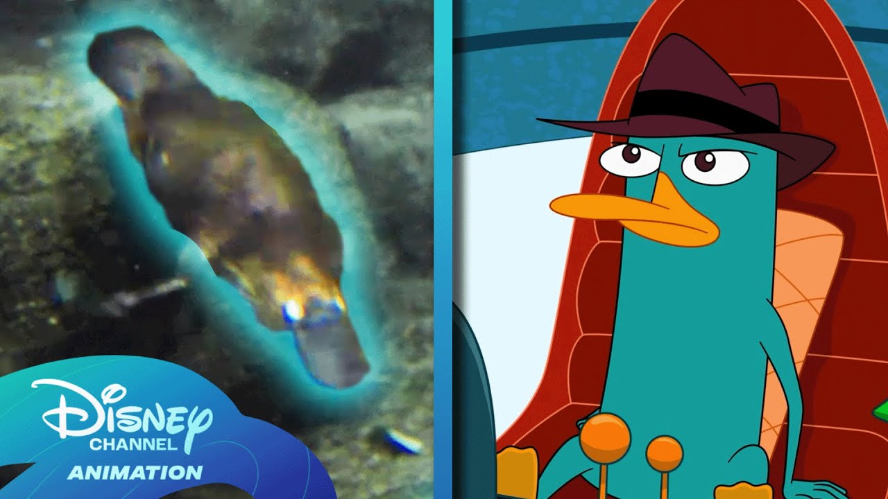 Why Do Phineas And Ferb Have A Platypus