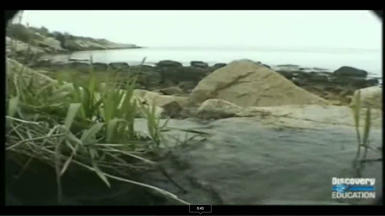 Plankton: Ocean Drifters - YouTube