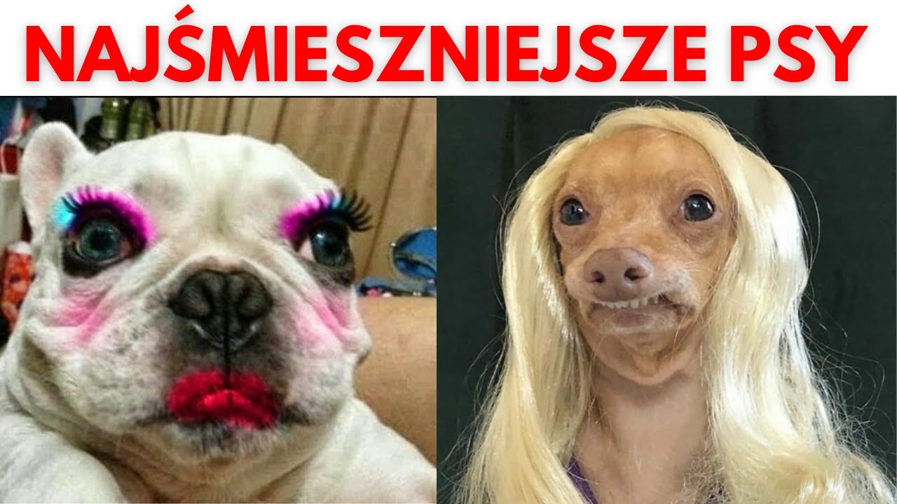 Śmieszne Psy Kompilacja Najśmieszniejszych Psów Spróbuj Się Nie Zaśmiać Youtube