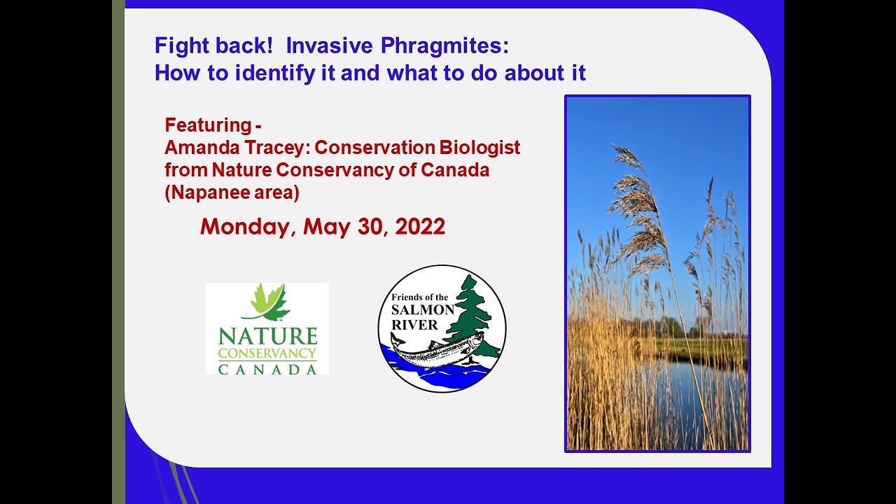 Fight back! Invasive Phragmites: How to identify it and what to do ...