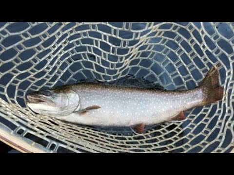 How to Catch and Clean Splake - YouTube