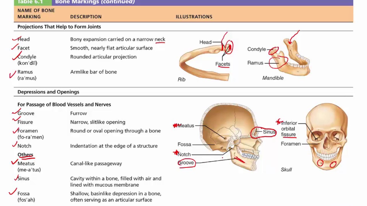 Bone Furrow