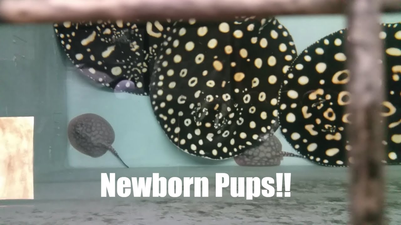Multiple Freshwater stingray pups born - YouTube