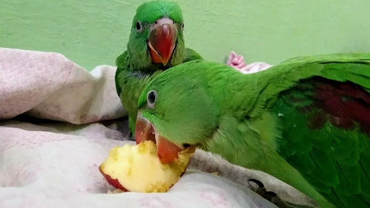 Baby Parrot Eating For The First Time - YouTube