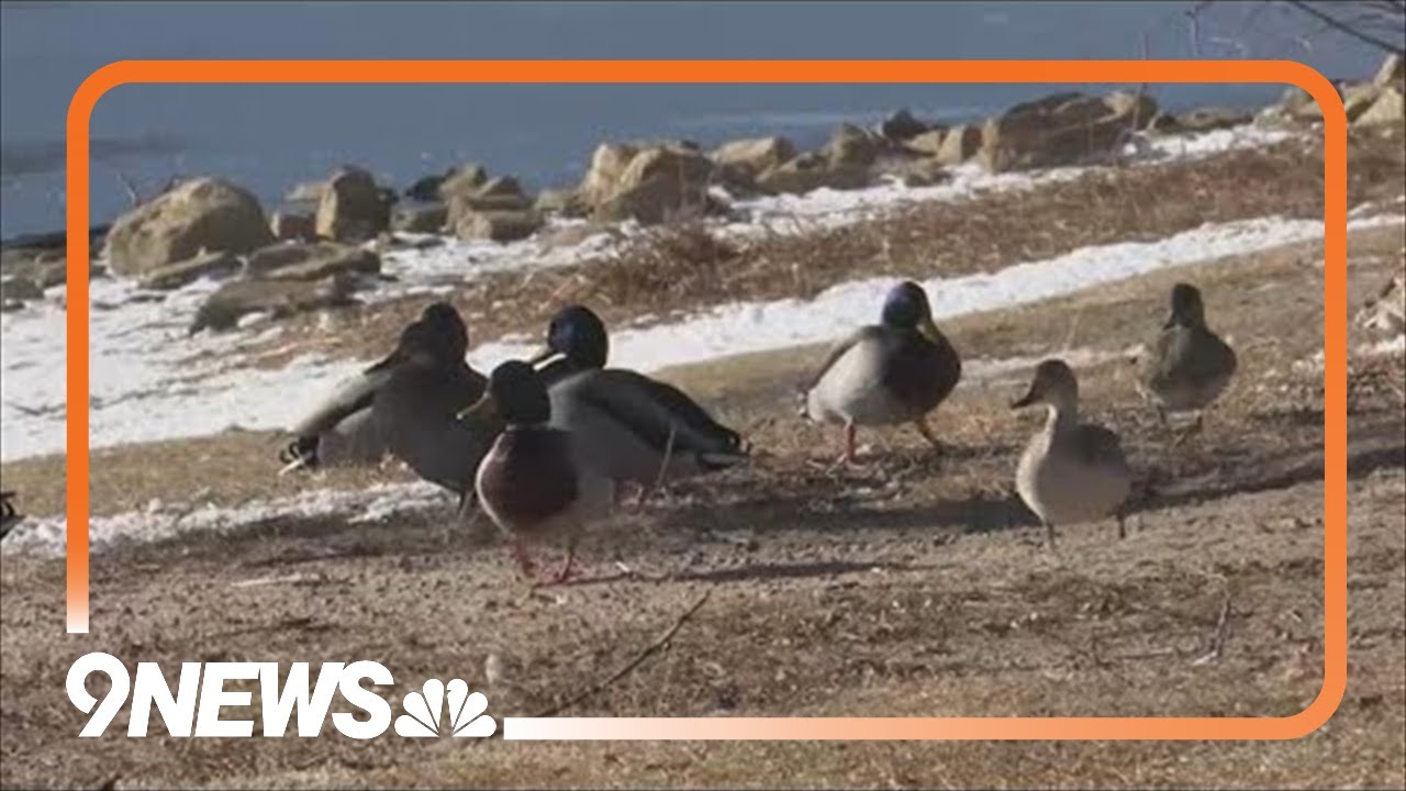 CPW says avian flu causing large-scale bird deaths - YouTube